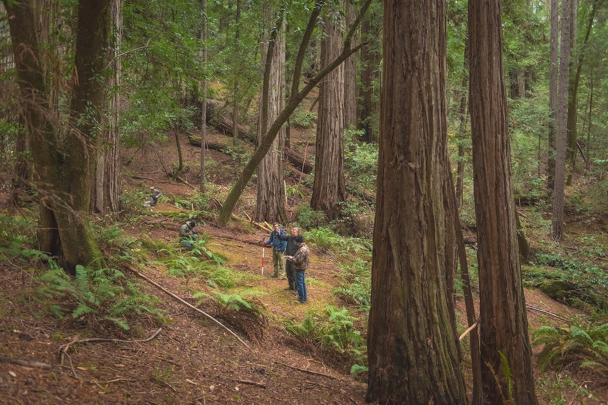 This Ancient Redwood Forest Will Open to the Public for the First Time ...