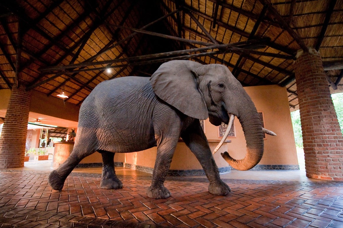These Hotels Let You See Amazing Wildlife Without Leaving Your Bed ...