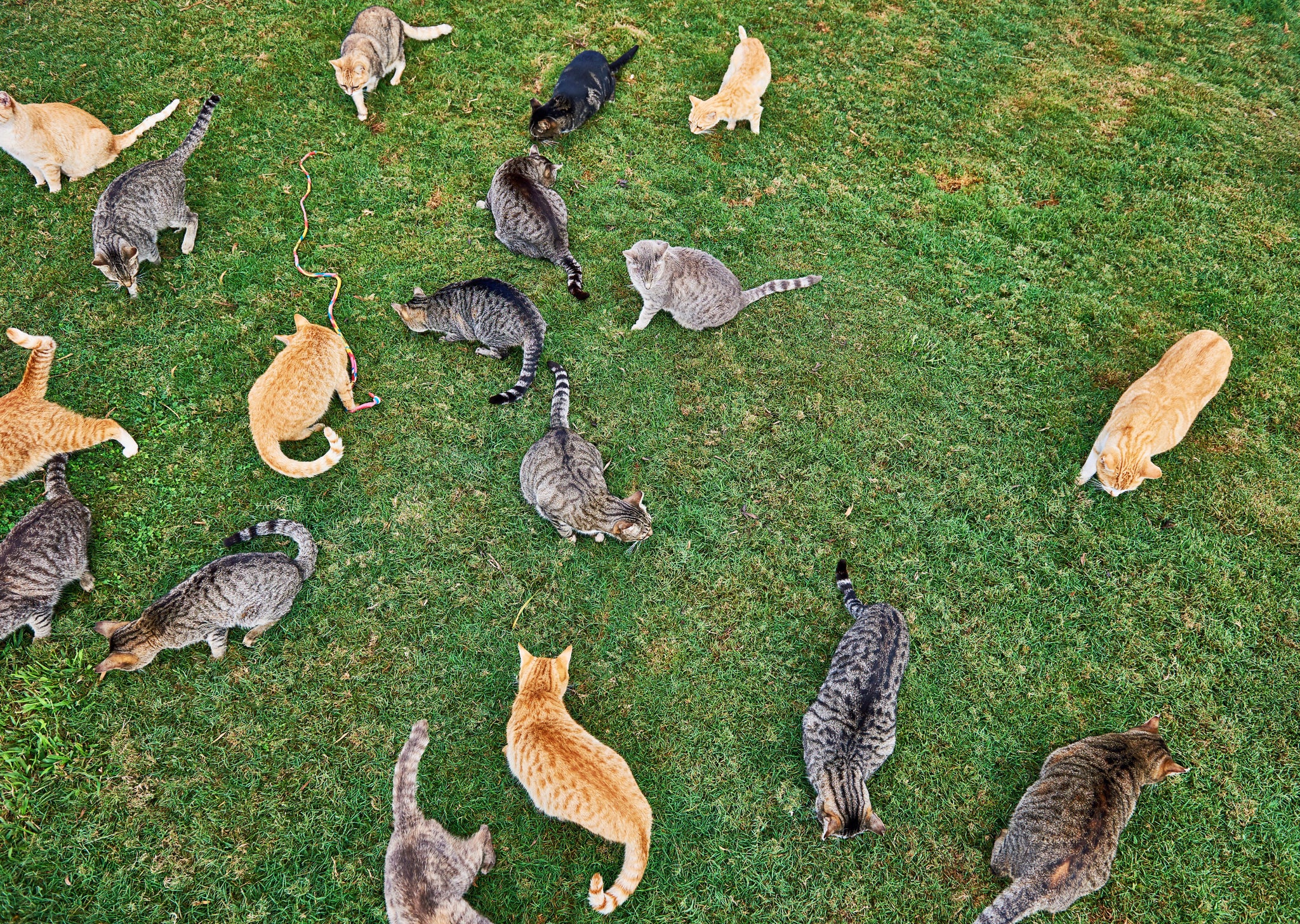 Why You Should Visit the Lanai Cat Sanctuary - The Points Guy