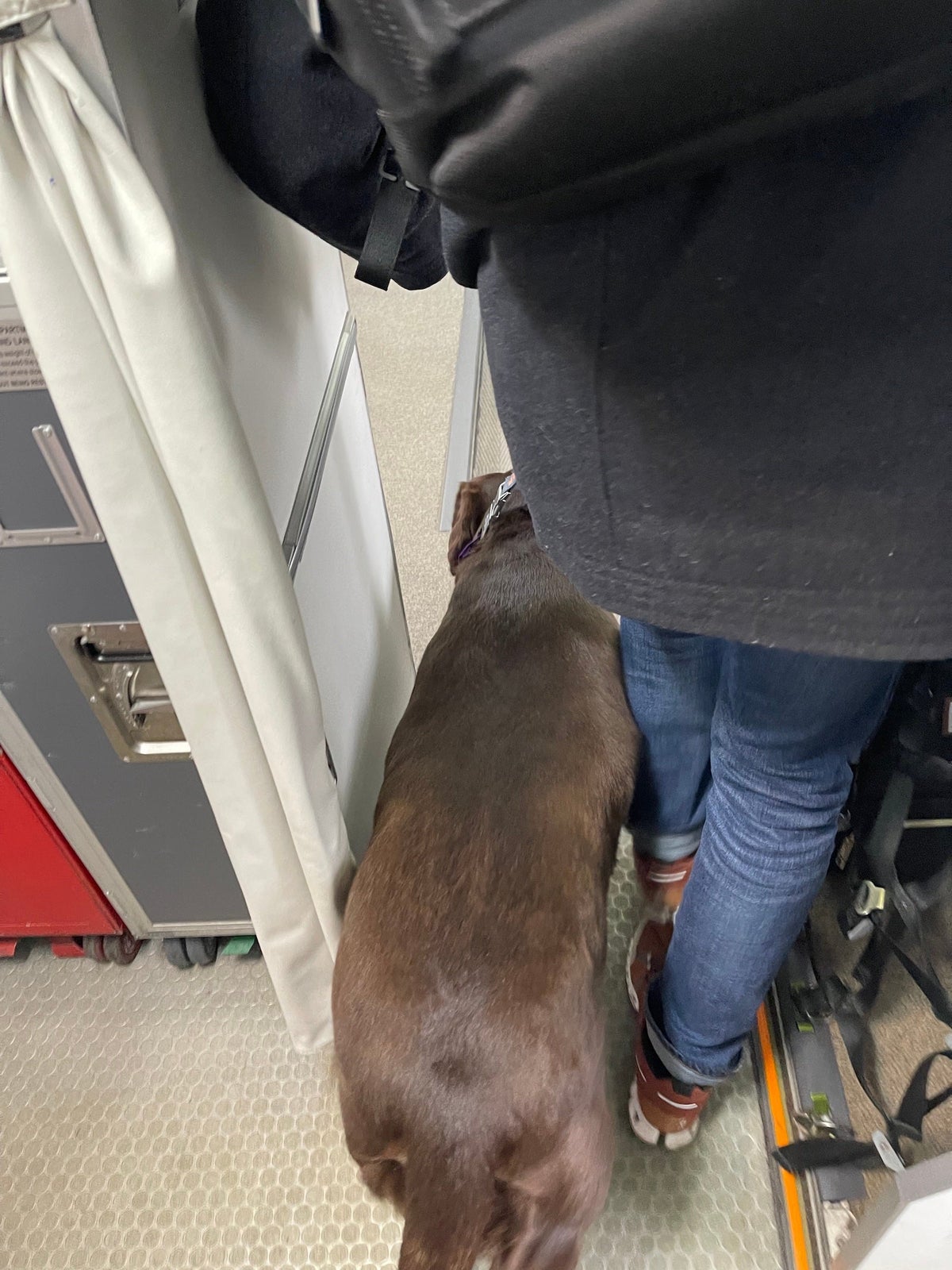A paws-itive experience: Taking my dog on JSX for her first-ever flight ...
