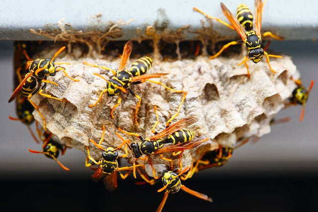 Wasps on a plane! Takeoffs aborted at Heathrow after 8 aircraft ...