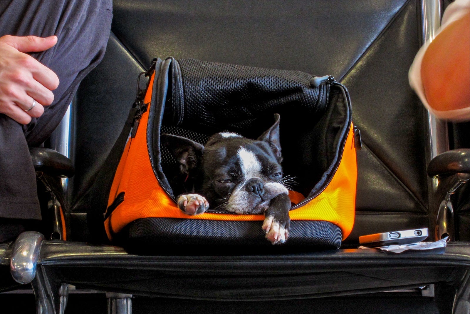 Delta Air Lines pet policy: Flying with a pet on Delta - The Points Guy