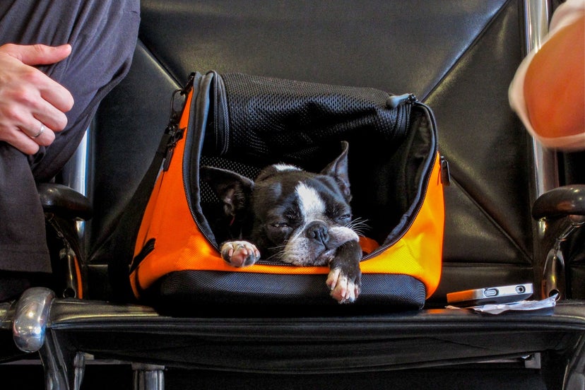 Delta Air Lines pet policy: Flying with a pet on Delta - The Points Guy