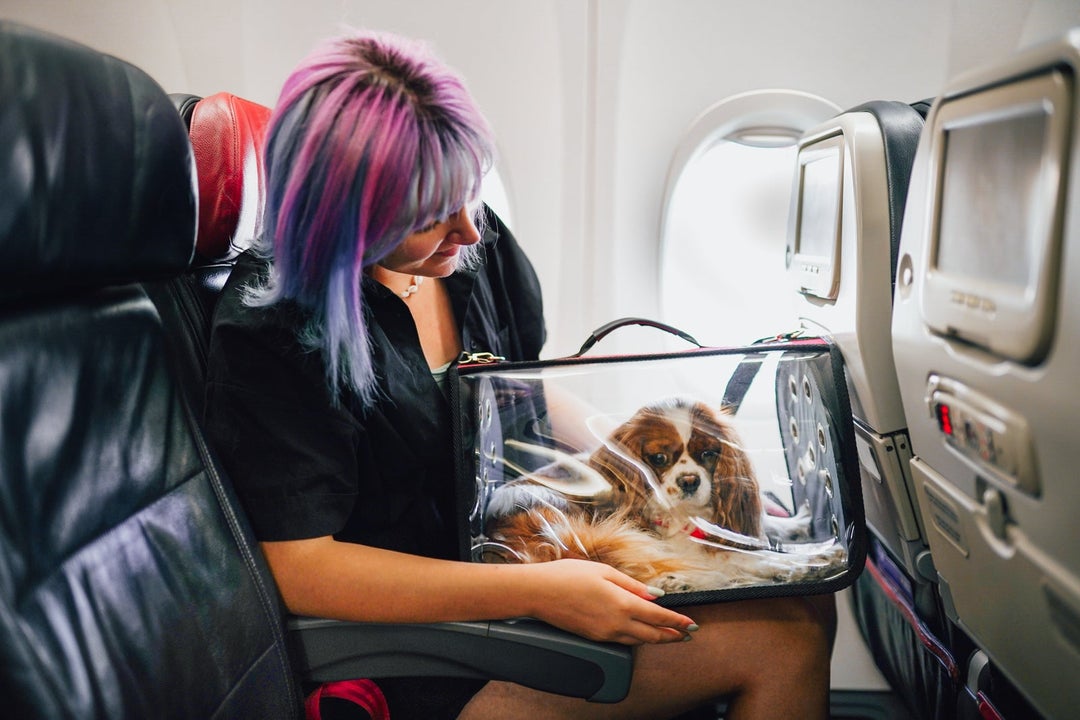 United Airlines pet policy: How to travel with a dog or cat - The ...