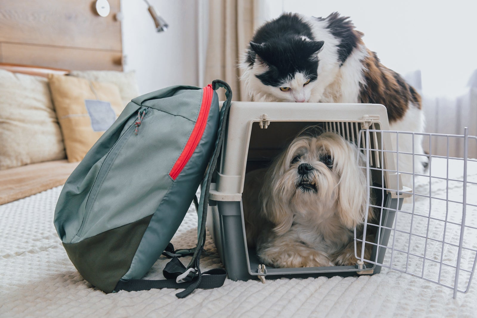 American Airlines' pet policy: Here’s how to fly with your cat or dog ...