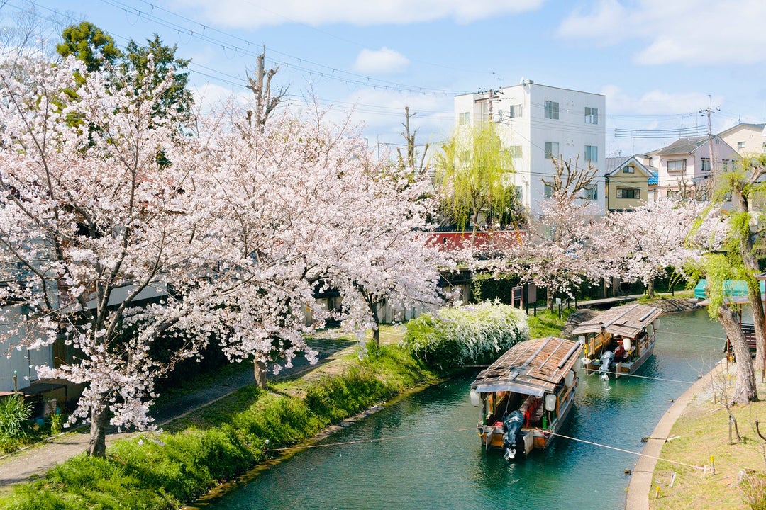 Japan 2026 cherry blossom forecast: When and where to go - The Points Guy