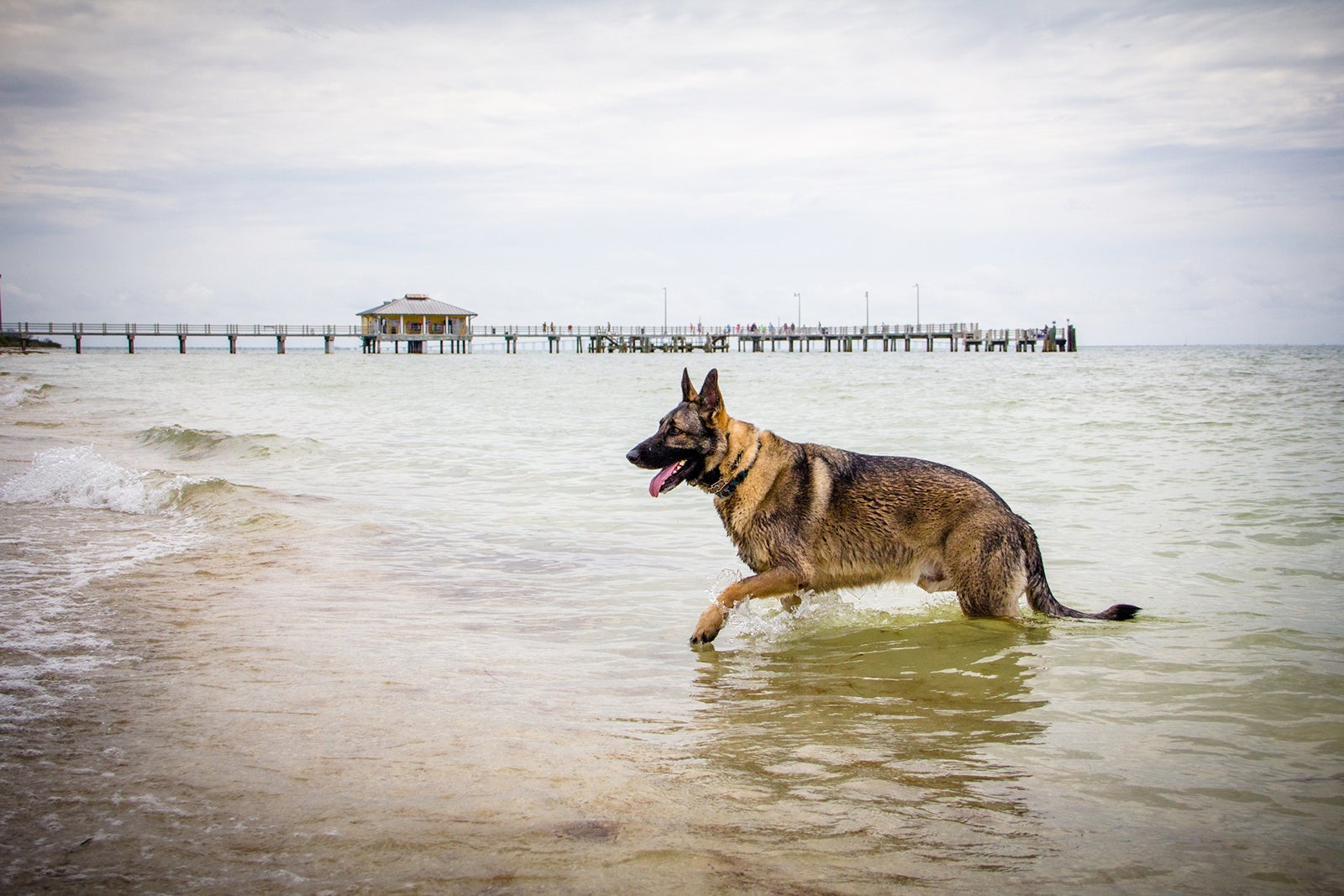 The 10 best dog-friendly destinations - The Points Guy