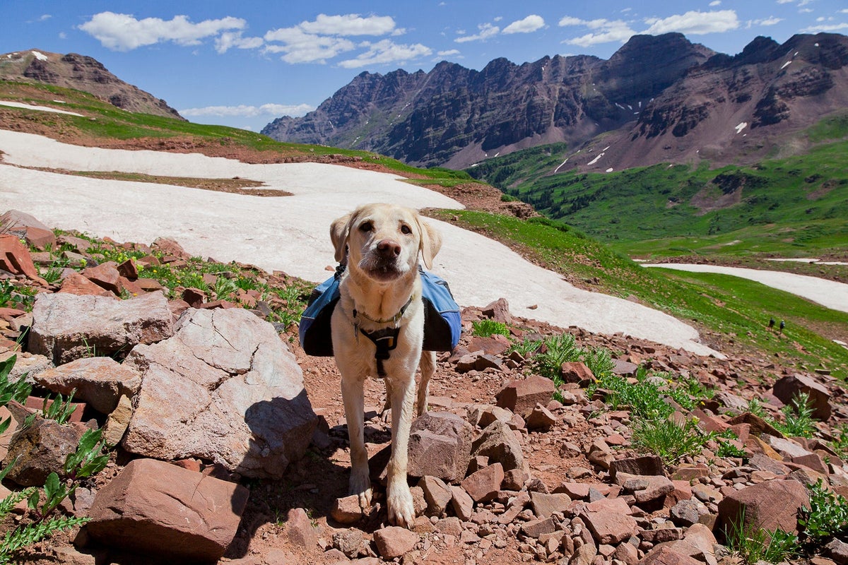 The 10 best dog-friendly destinations - The Points Guy