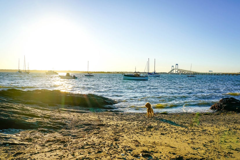 The 10 best dog-friendly destinations - The Points Guy
