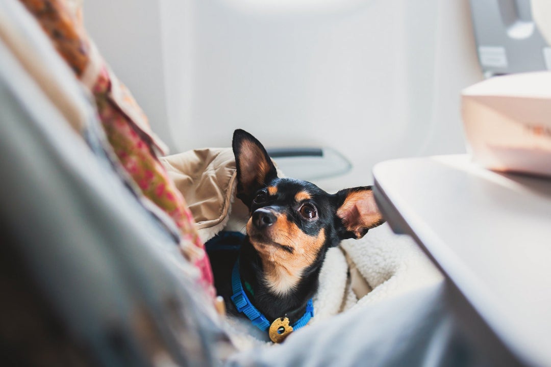Pet-friendly airlines: Best airlines for pets in the US - The Points Guy