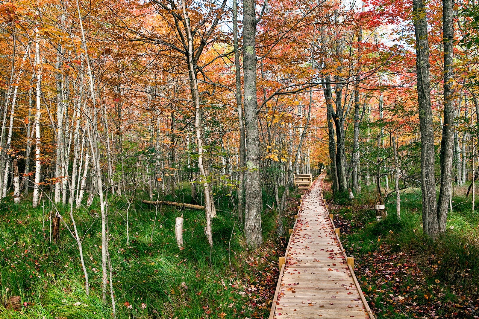 5 best fall foliage cruises in New England, Canada and beyond - The ...