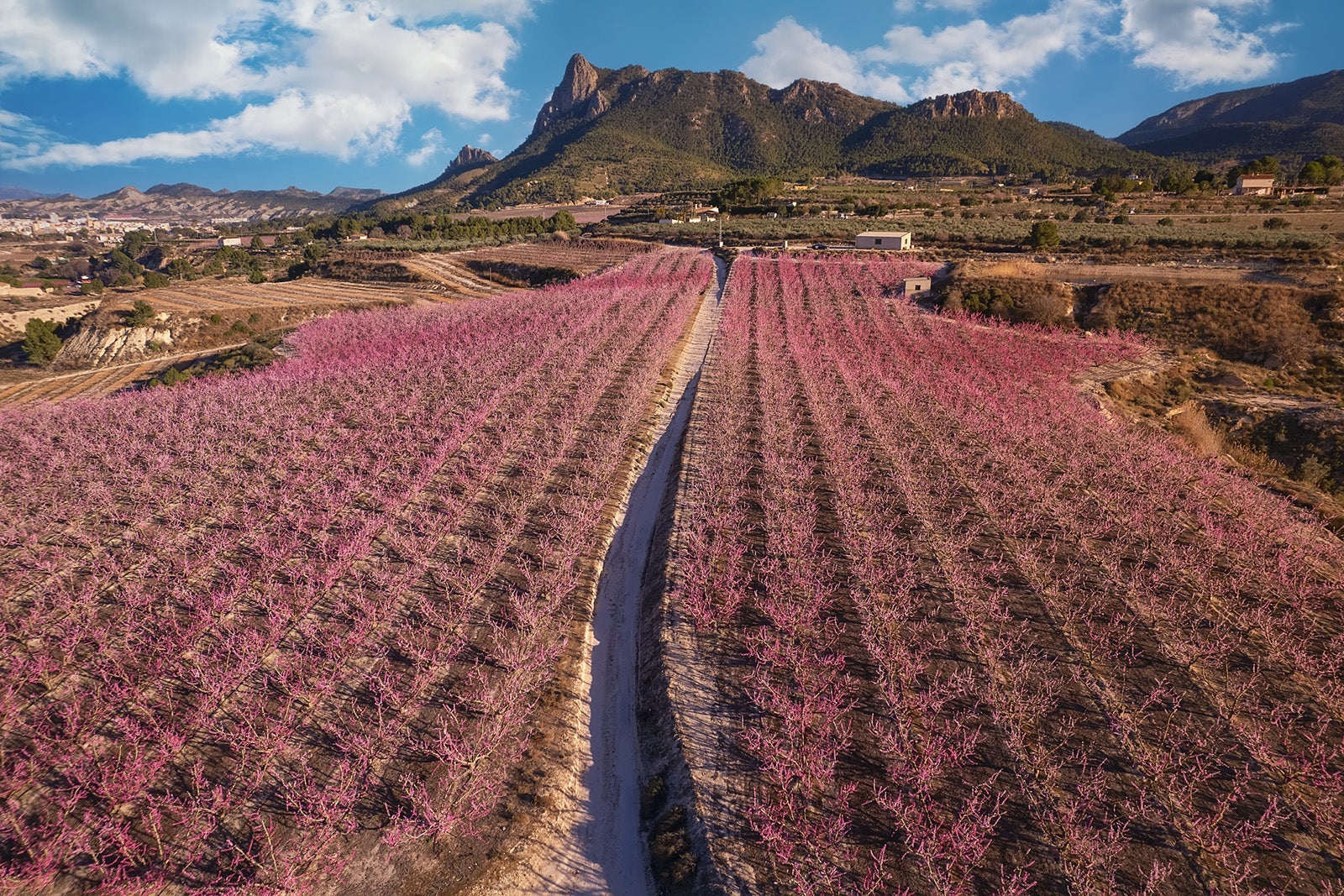 12 best places in the world to see cherry blossoms - The Points Guy