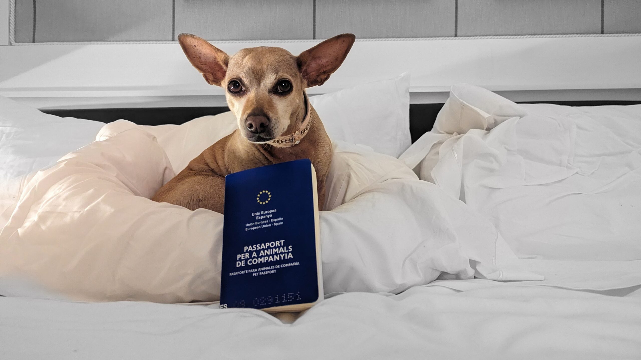Everything you need to know about traveling with pets to Europe - The ...