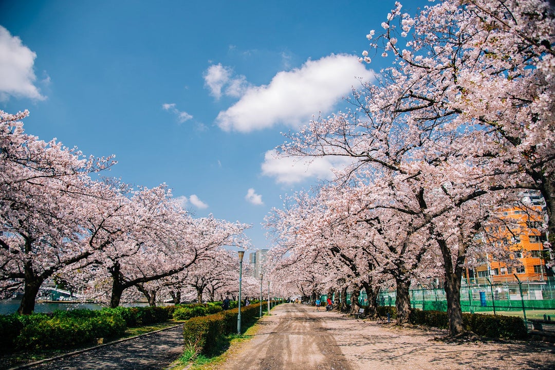 Japan 2026 cherry blossom forecast: When and where to go - The Points Guy