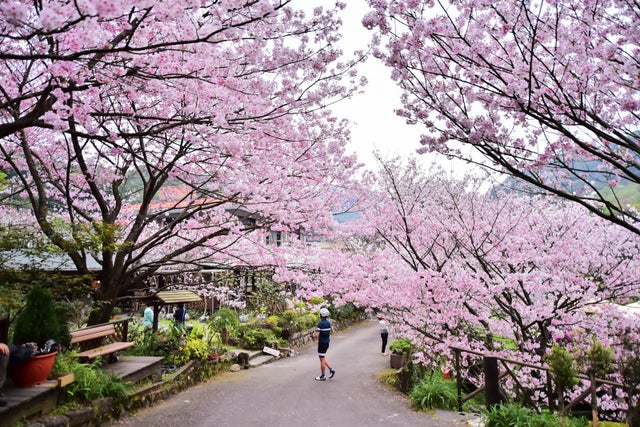 12 best places in the world to see cherry blossoms - The Points Guy